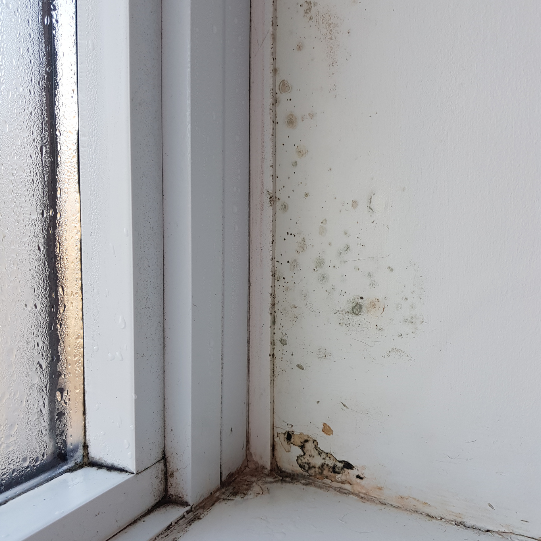 Damp, condensation and mould - advice for landlords - Community Energy Plus